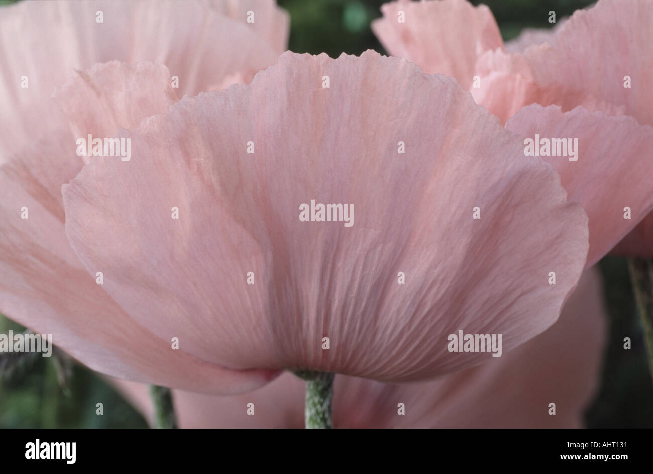 Poppy reef hi-res stock photography and images - Alamy