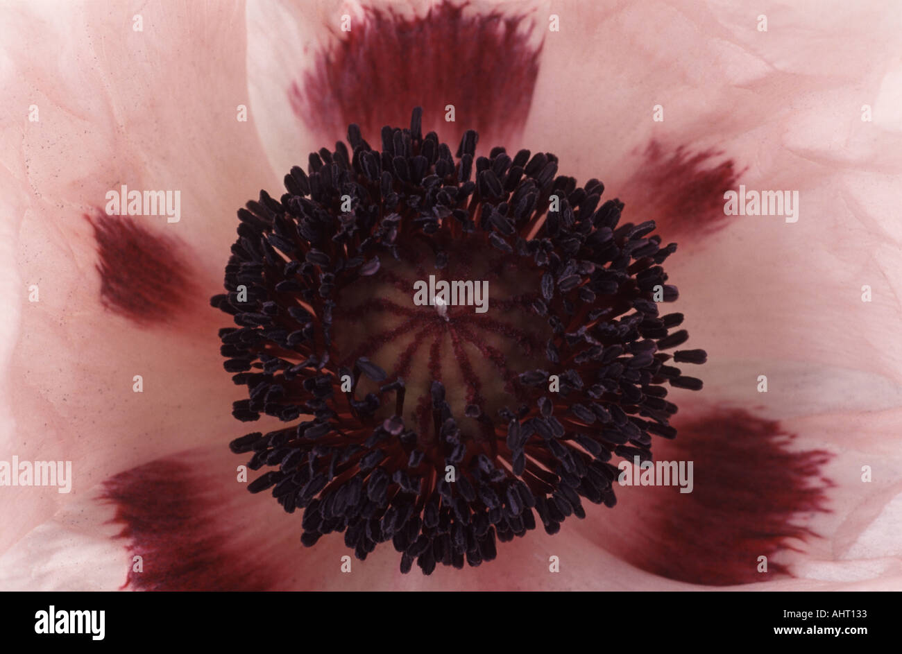 Poppy reef hi-res stock photography and images - Alamy