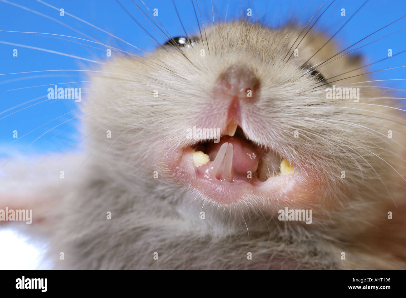 Transport of seeds hi-res stock photography and images - Alamy