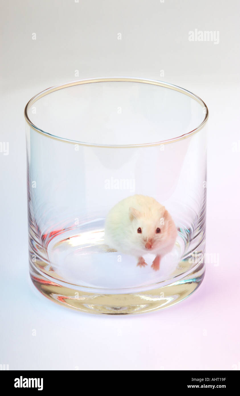 Hamster in nest hi-res stock photography and images - Alamy