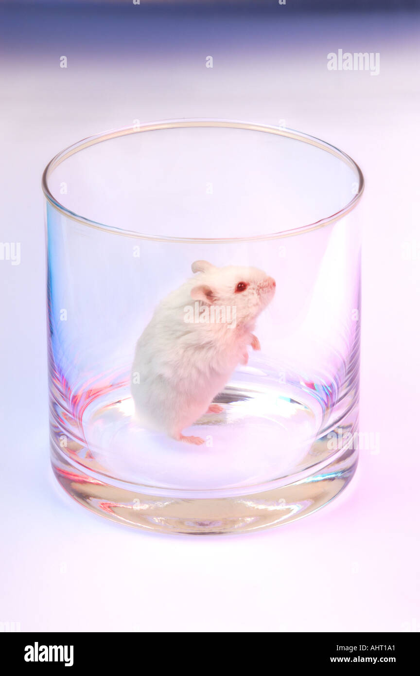 Hamster in nest hi-res stock photography and images - Alamy