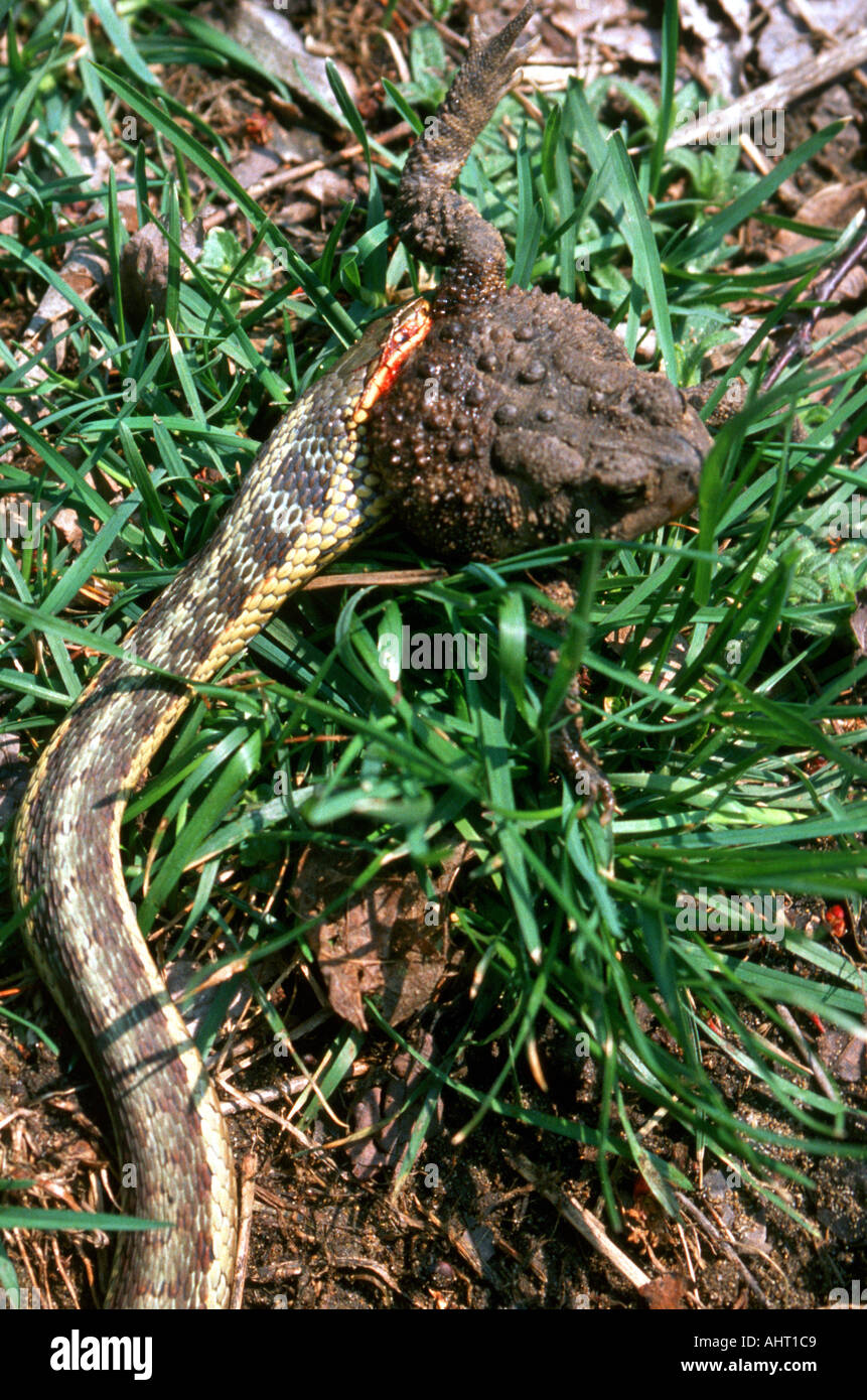 Common garden snake in the process of eating a ground toad Stock Photo ...