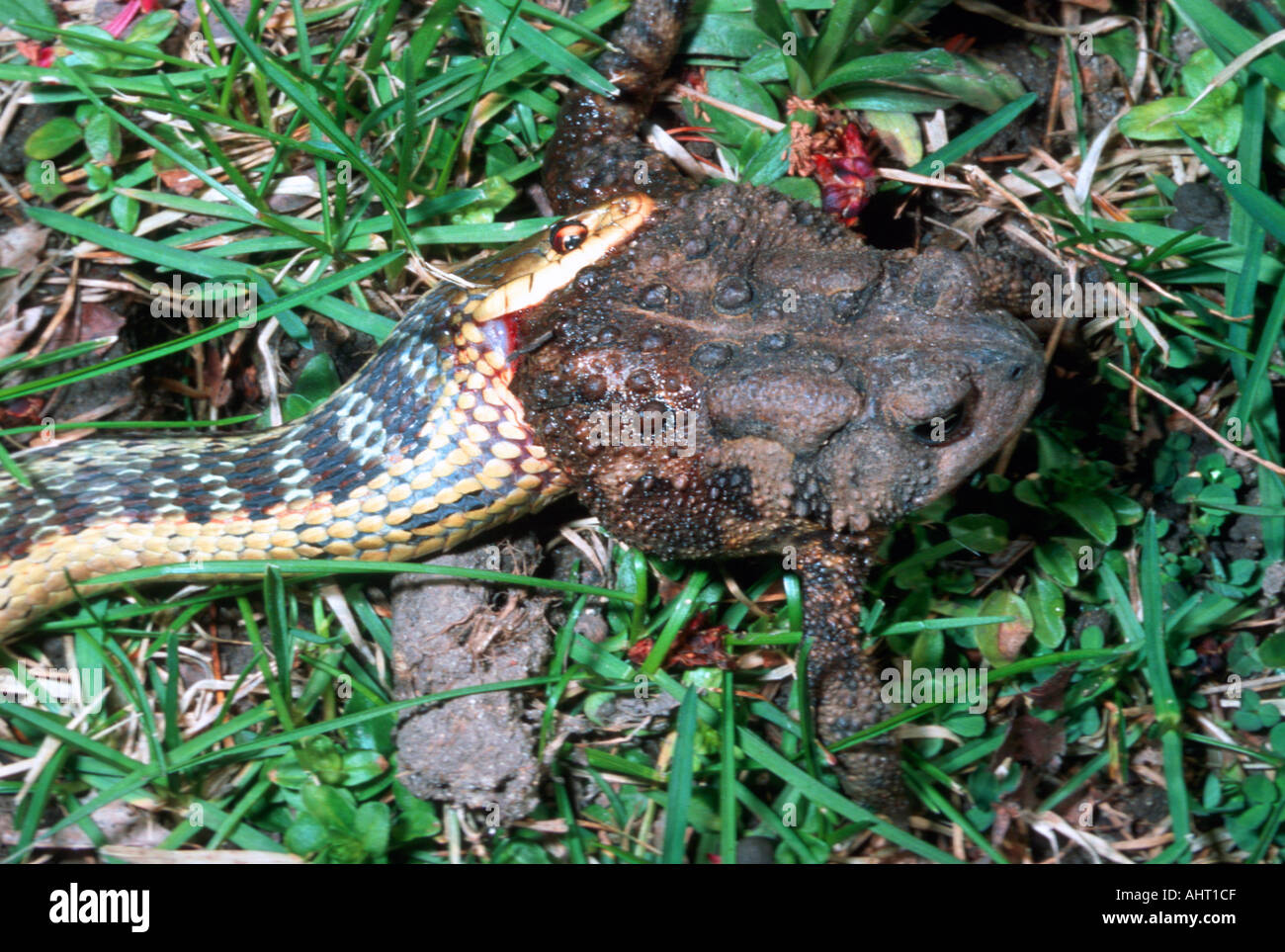 Common garden snake in the process of eating a ground toad Stock Photo ...