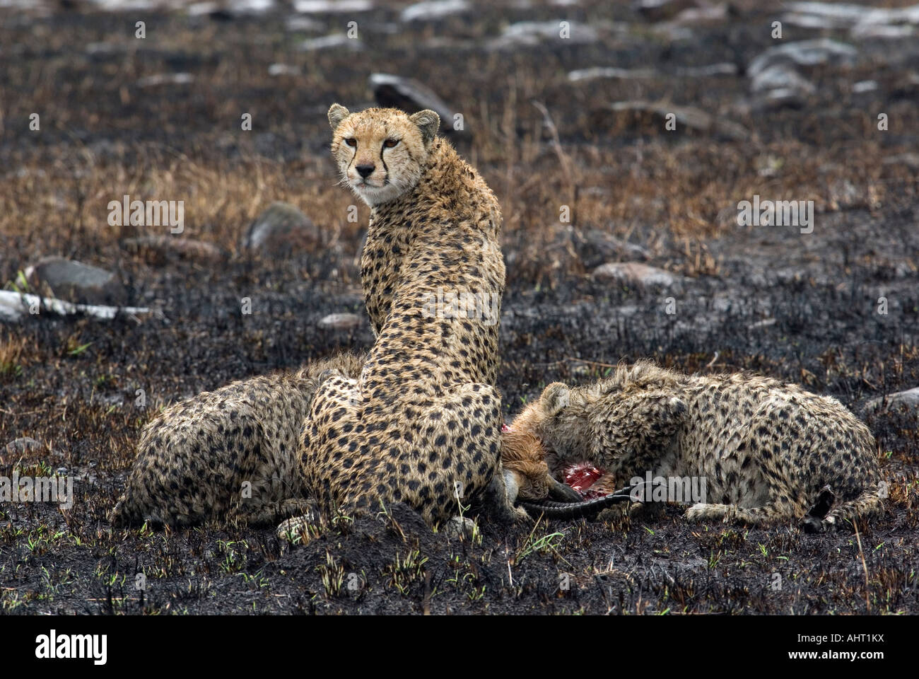 Cheetah cubs eating hi-res stock photography and images - Alamy
