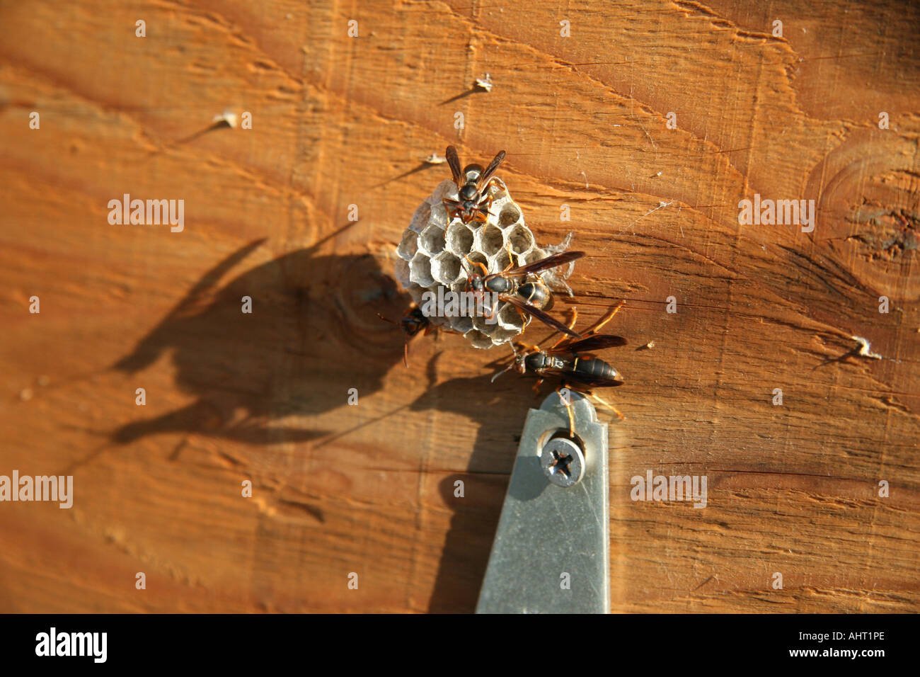 Hornets guarding nest pupae eggs are visible Stock Photo - Alamy