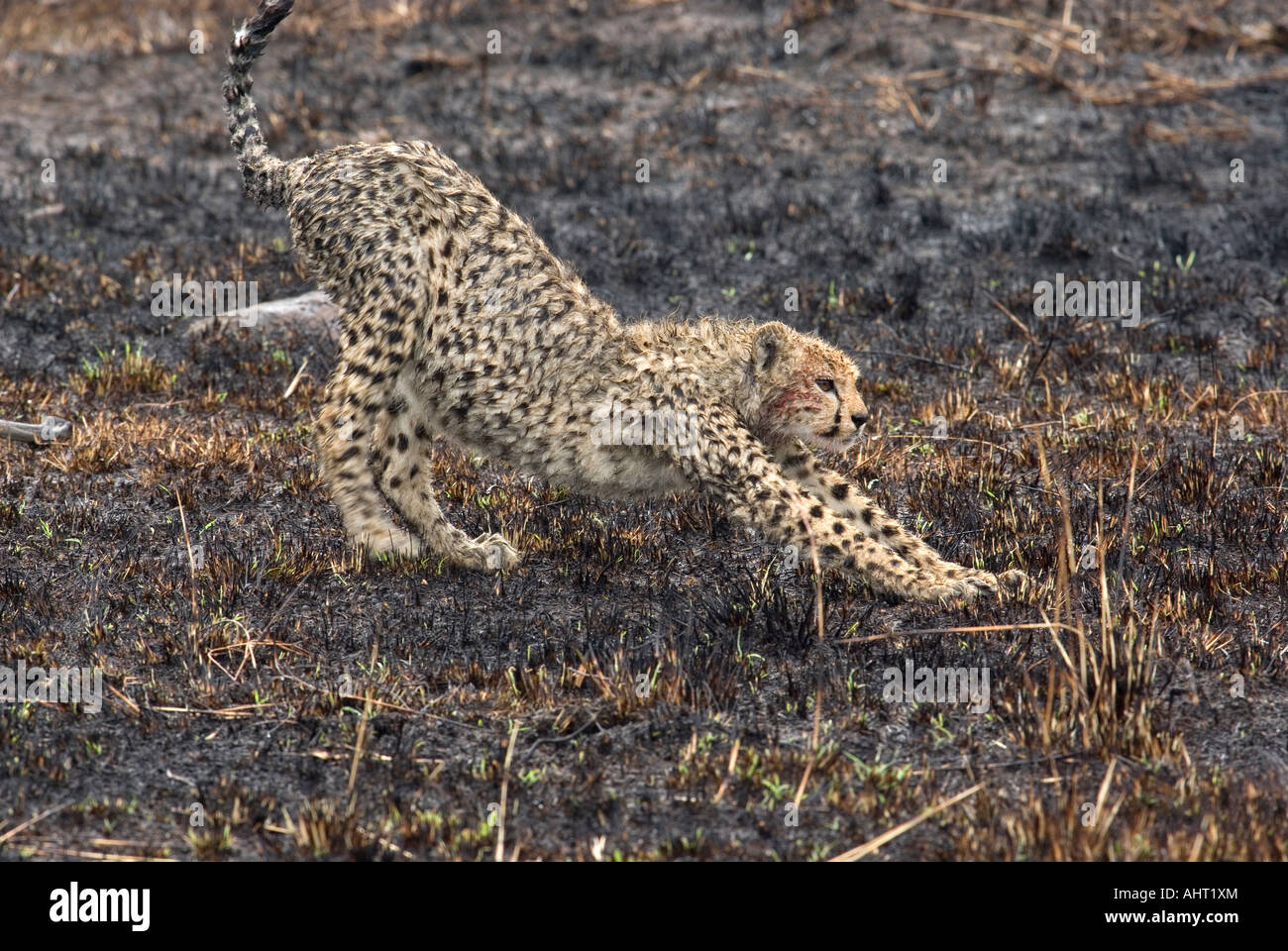 Cats stretching hi-res stock photography and images - Alamy