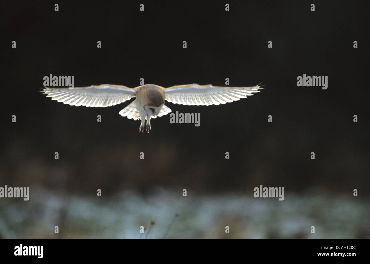 Barn owl in flight over rough pasture Norfolk UK Stock Photo - Alamy