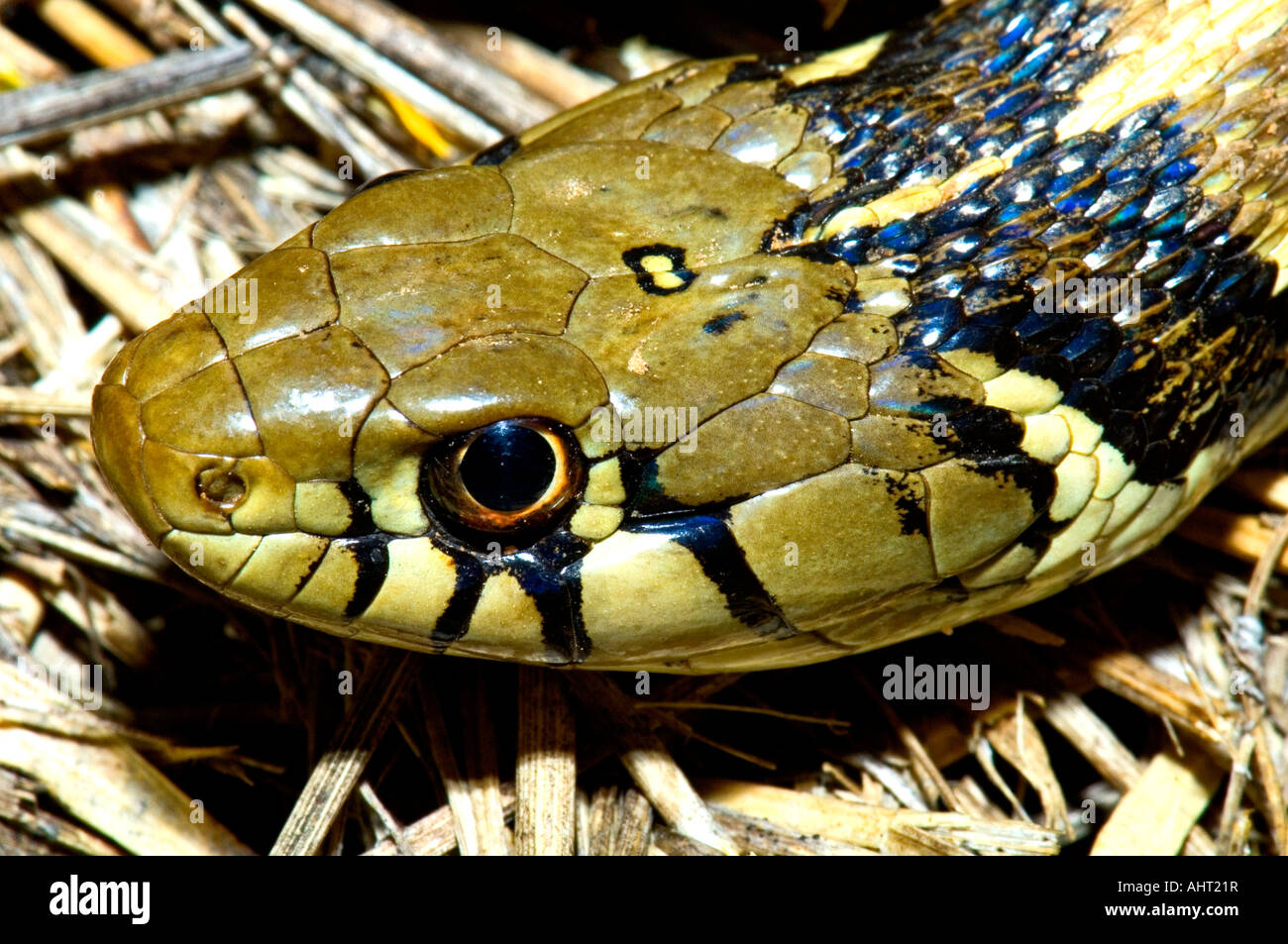 Checkered Garter Snakes High Resolution Stock Photography and Images ...