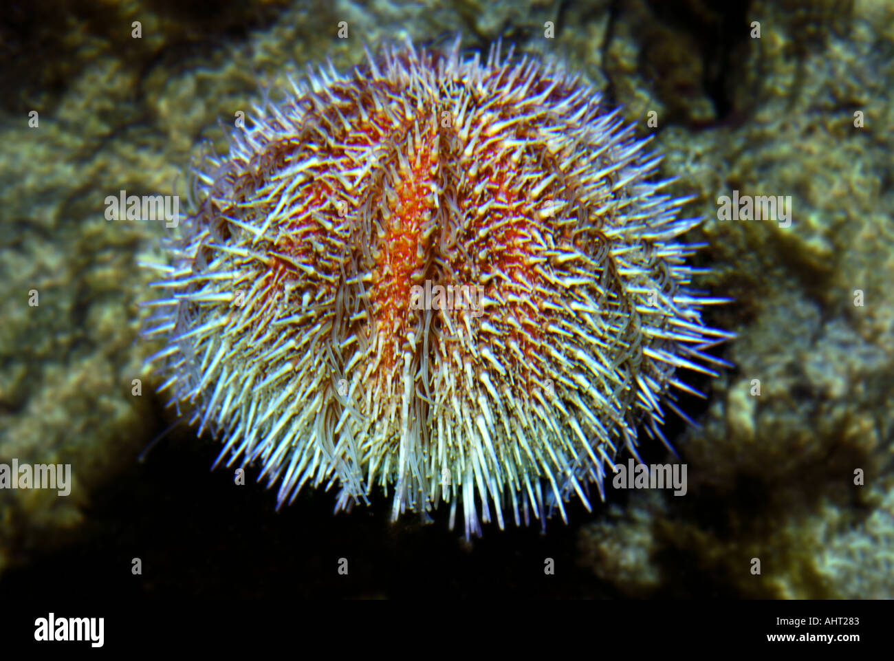 Sea urchin eatable seeigel ECHINUS ESCULENTUS Stock Photo - Alamy