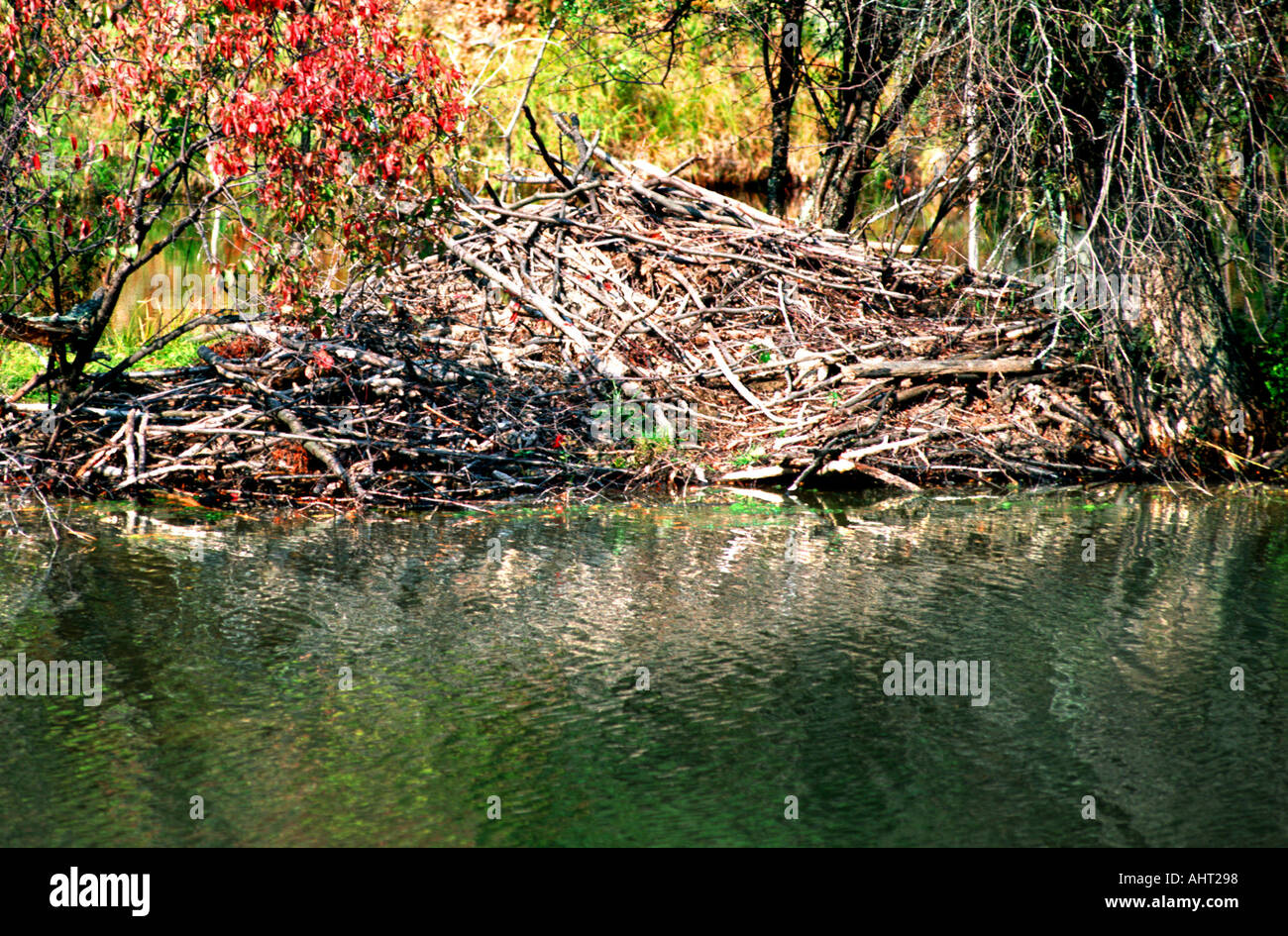 Beaver lodge dam creates a small lake Michigan Stock Photo - Alamy