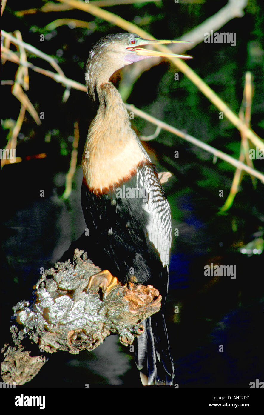 Female anhinga florida hi-res stock photography and images - Alamy