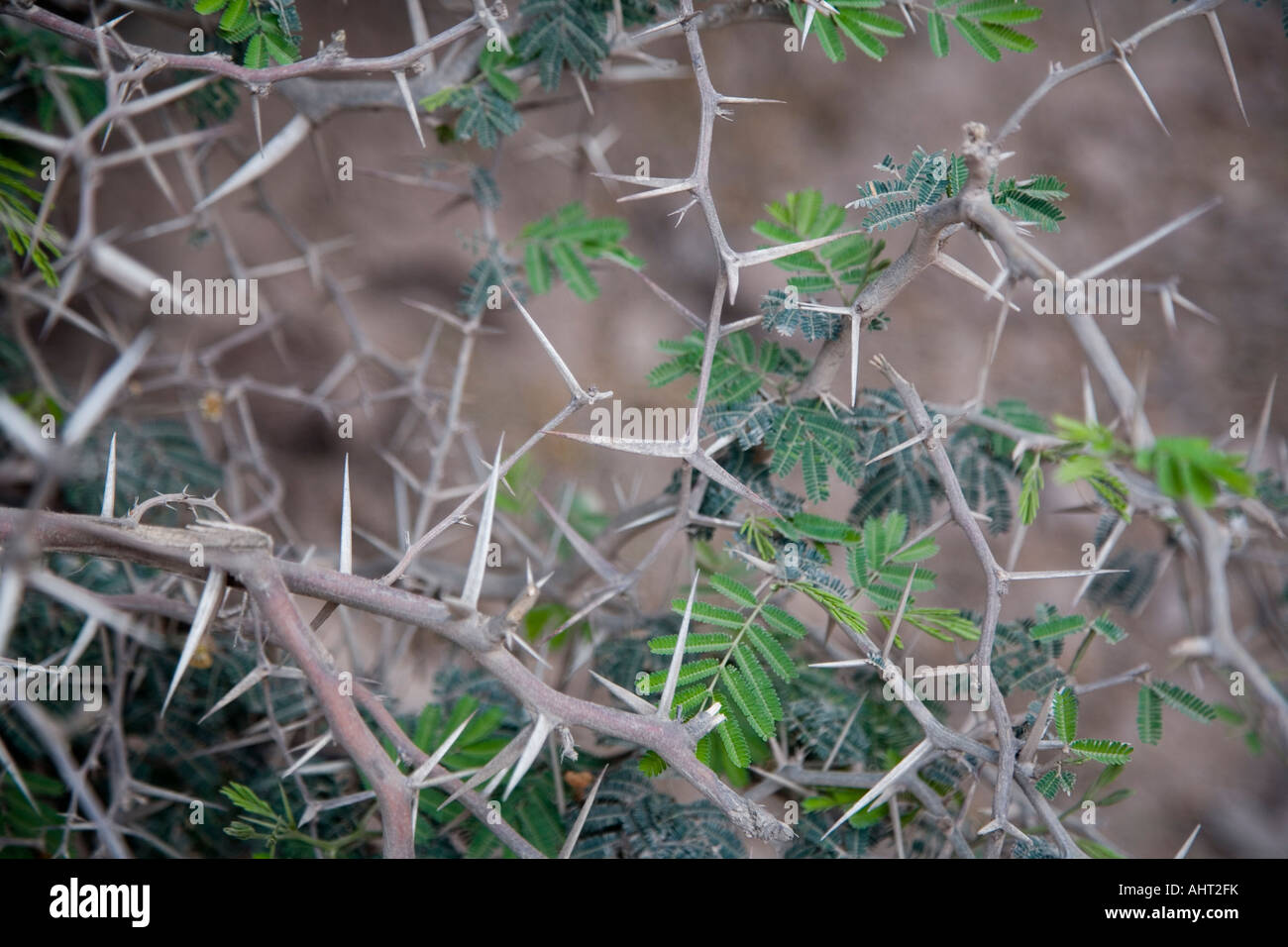 A thorn bush Stock Photo - Alamy
