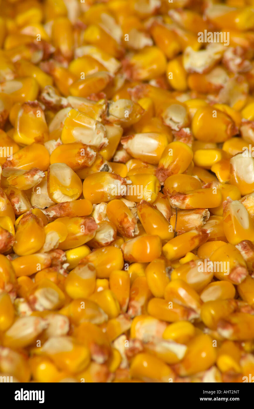 Yellow Dent field corn in a tub that is going to be used to make hominy ...