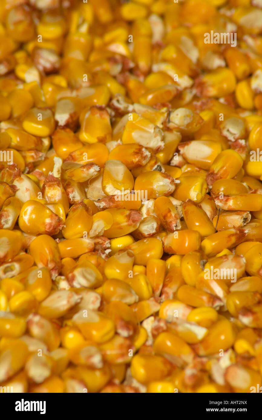 Yellow Dent field corn in a tub that is going to be used to make hominy ...