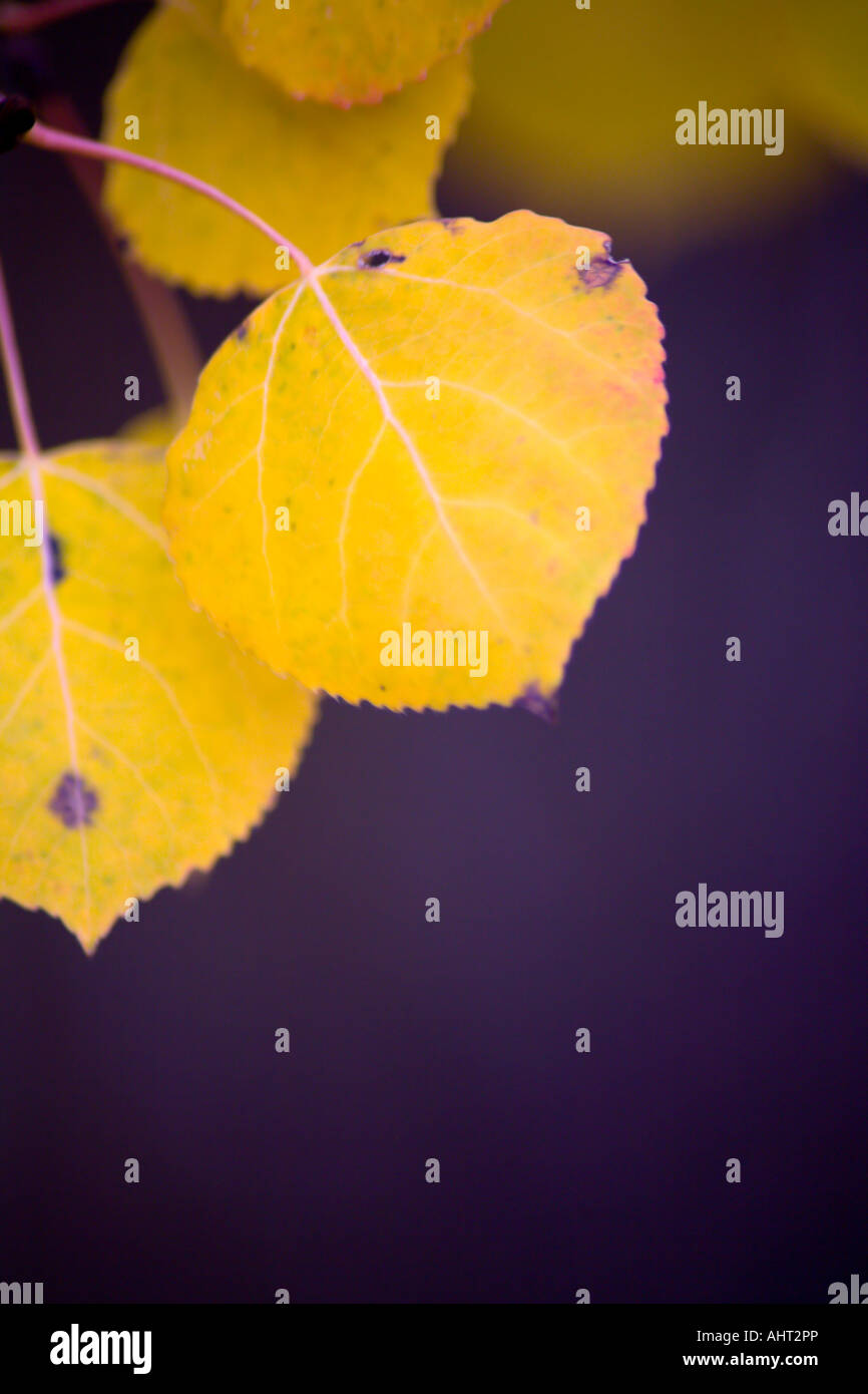Colorado Aspen leaves in the Fall Stock Photo - Alamy
