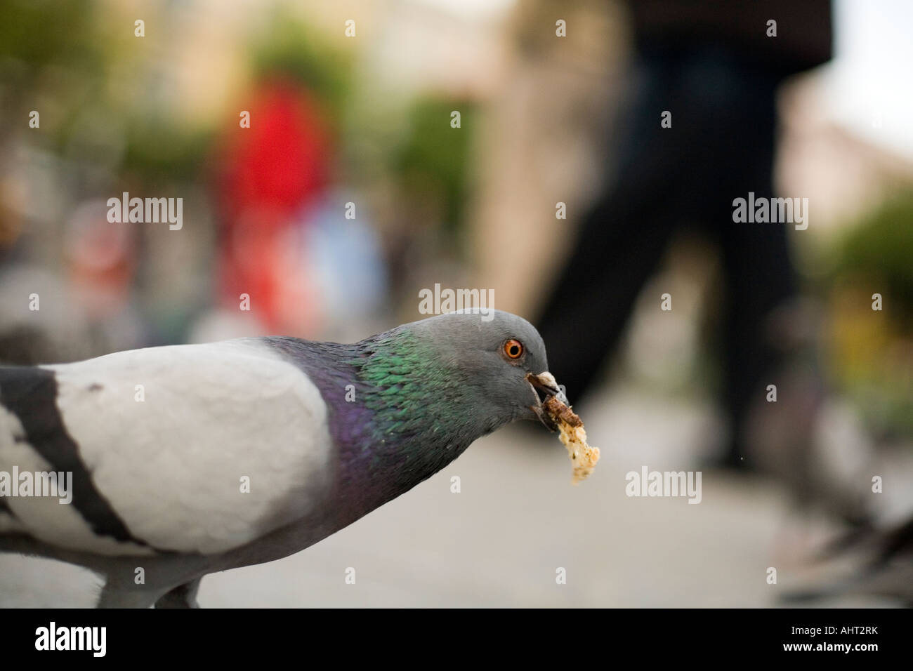A greedy pigeon eating a crumb in the plaza Stock Photo - Alamy