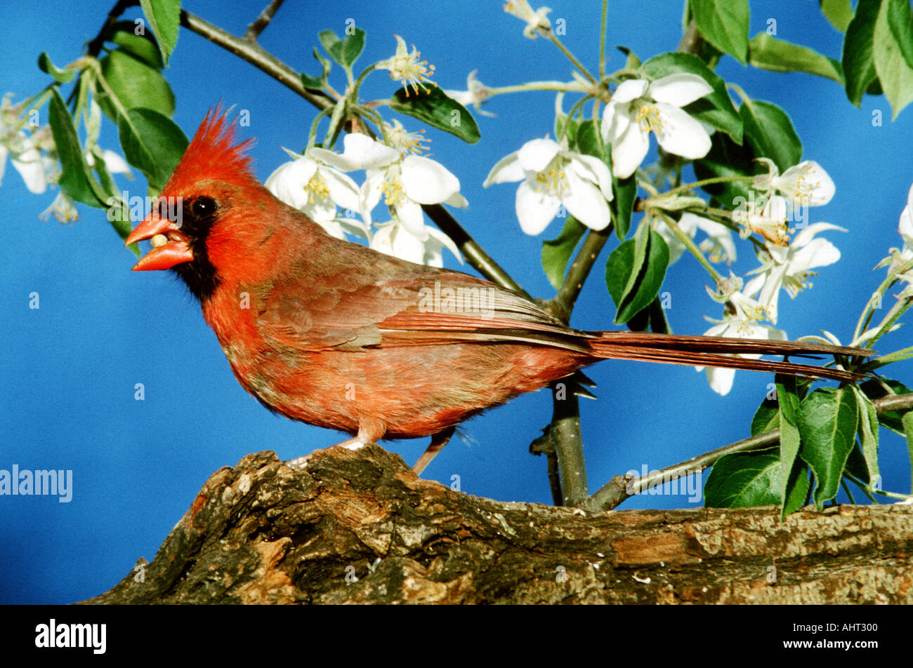 Male cardinal hi-res stock photography and images - Alamy