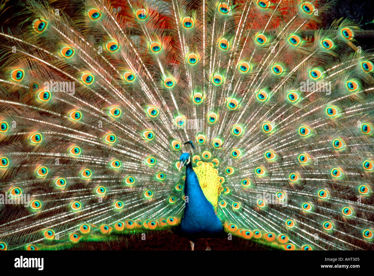 Male Peacocks Feathers