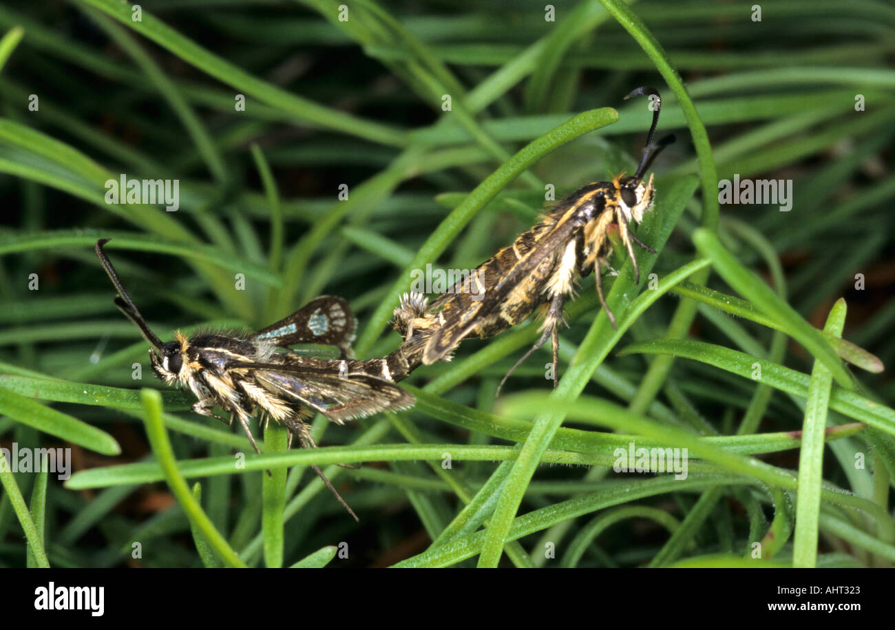 Muscaeformis High Resolution Stock Photography and Images - Alamy