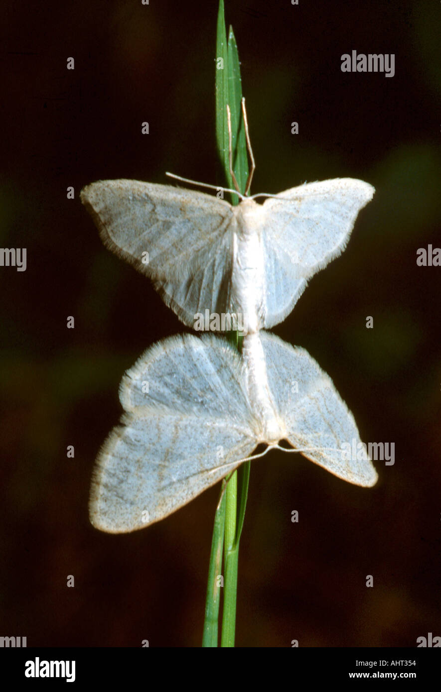 Mating costume hi-res stock photography and images - Alamy