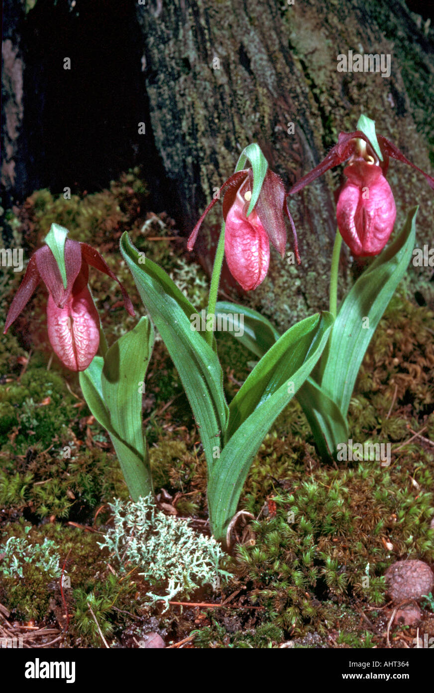 Lady slippers plant hi-res stock photography and images - Alamy