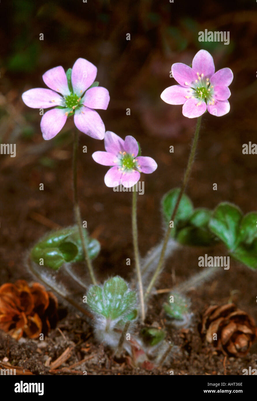 Michigan Wild flower Sharp Lobed Hepatica Stock Photo - Alamy