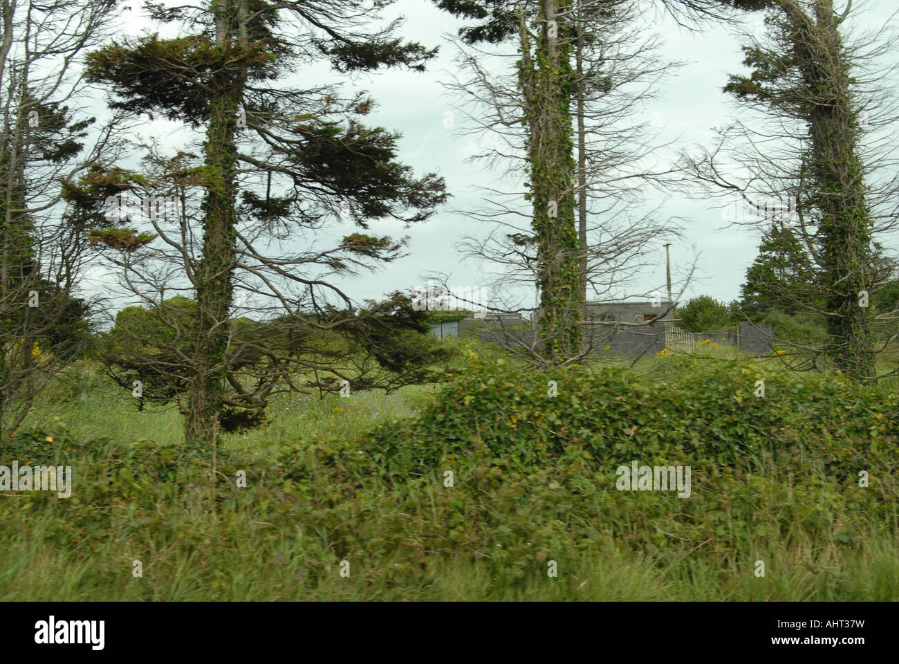 Trees in Ireland. 2007 Stock Photo - Alamy