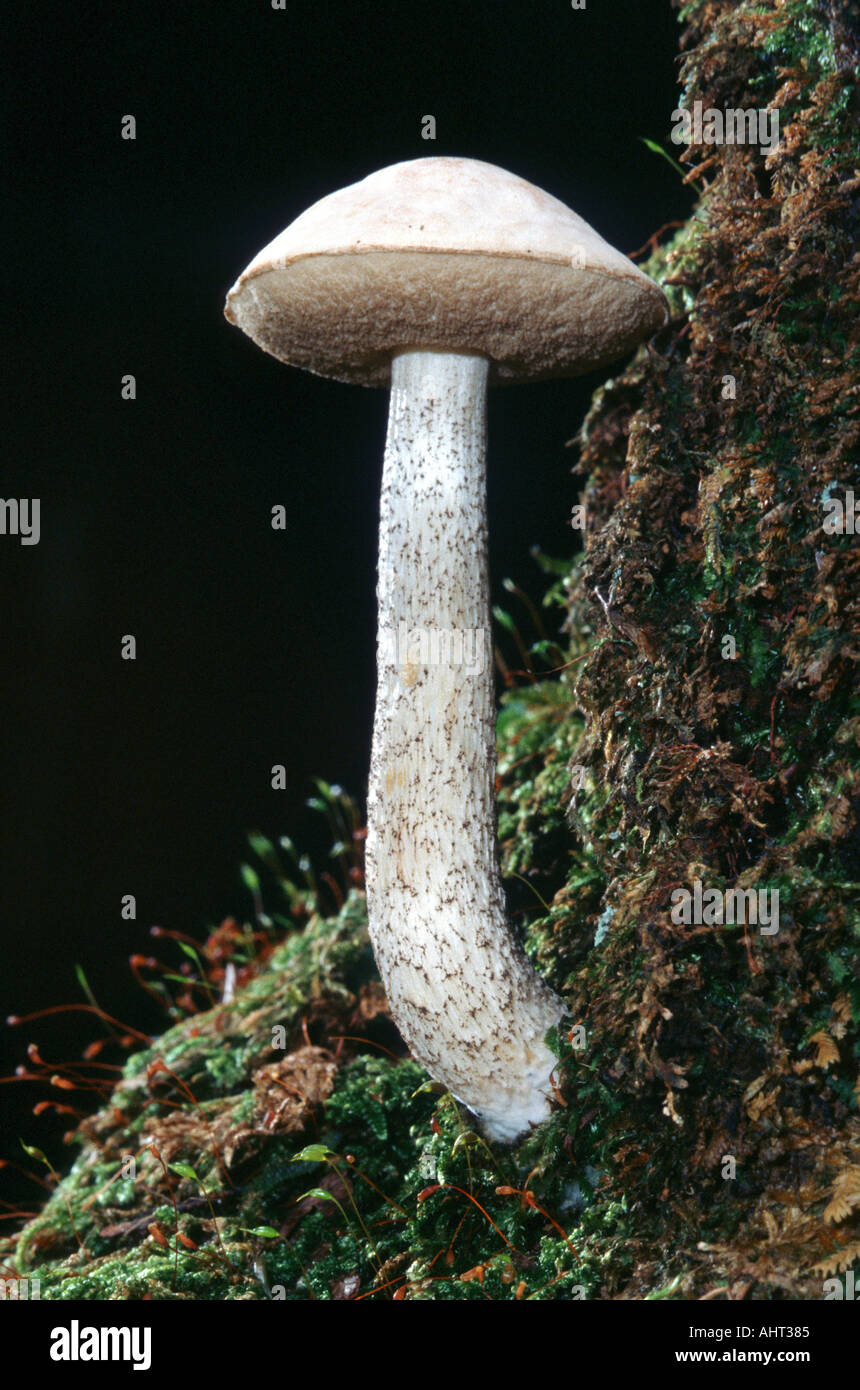 Michigan mushrooms in wild hi-res stock photography and images - Alamy