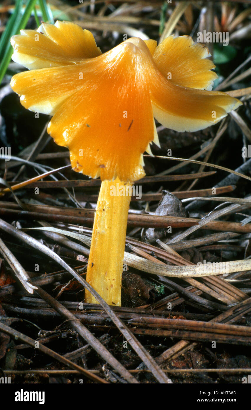 Michigan mushrooms in the wild Stock Photo - Alamy