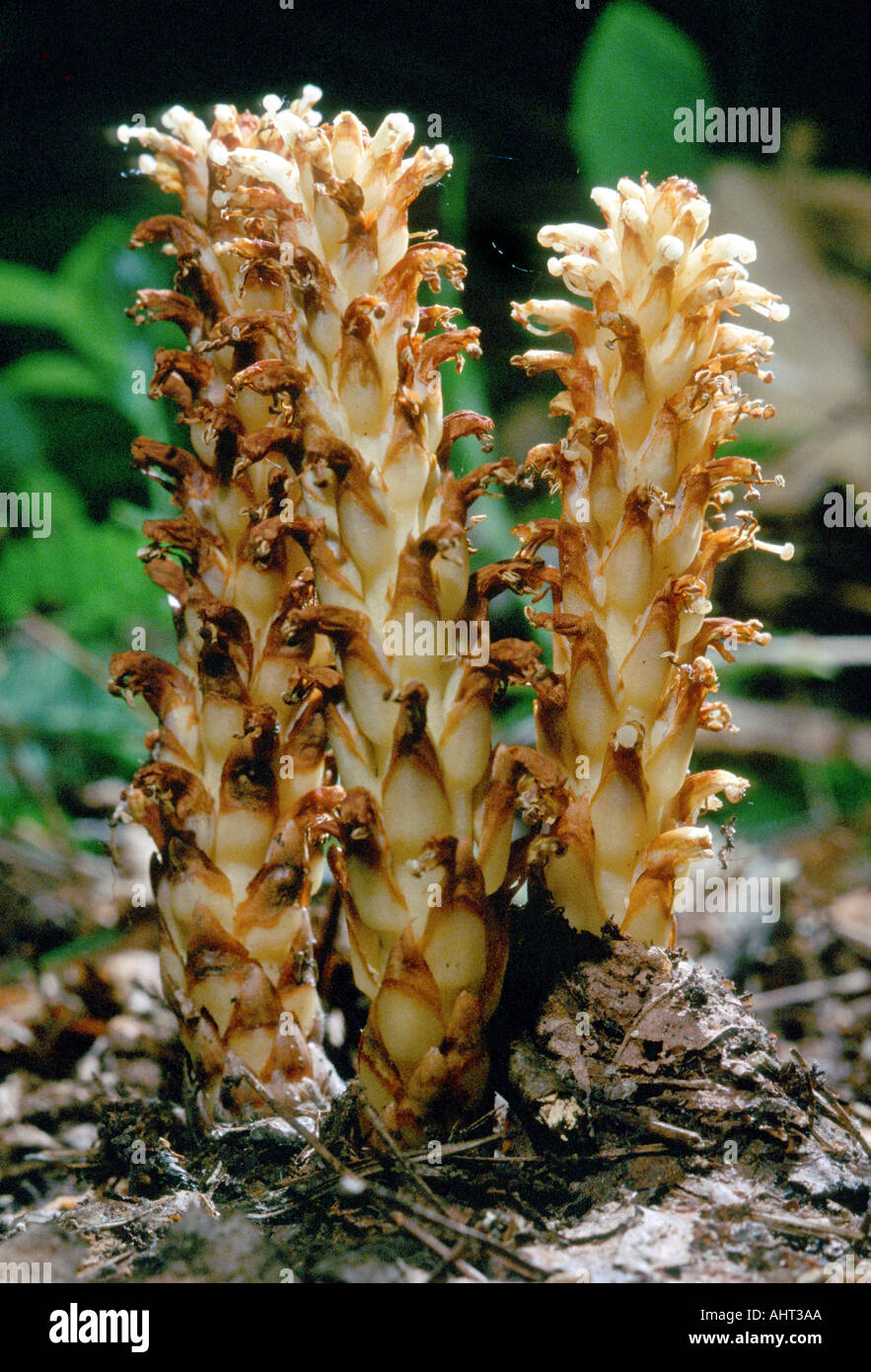 Michigan mushrooms in wild hi-res stock photography and images - Alamy