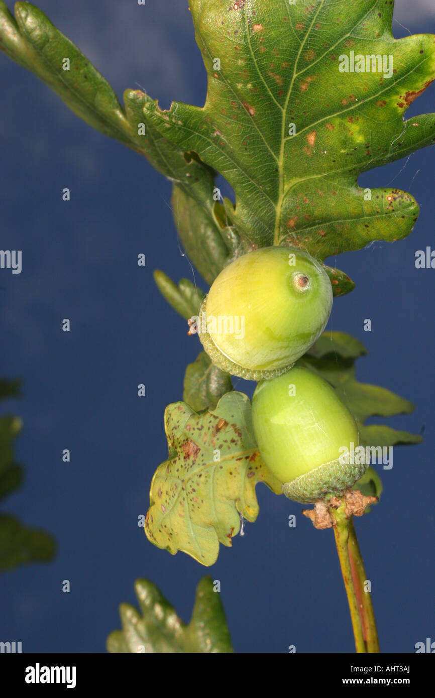 Acorn oak tree hi-res stock photography and images - Alamy
