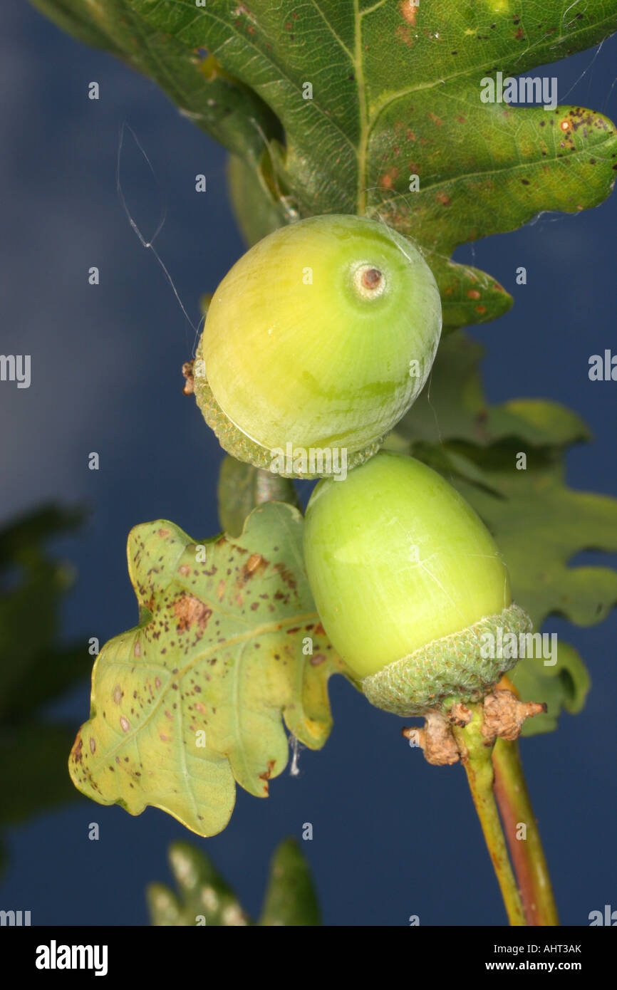 Acorn oak tree hi-res stock photography and images - Alamy