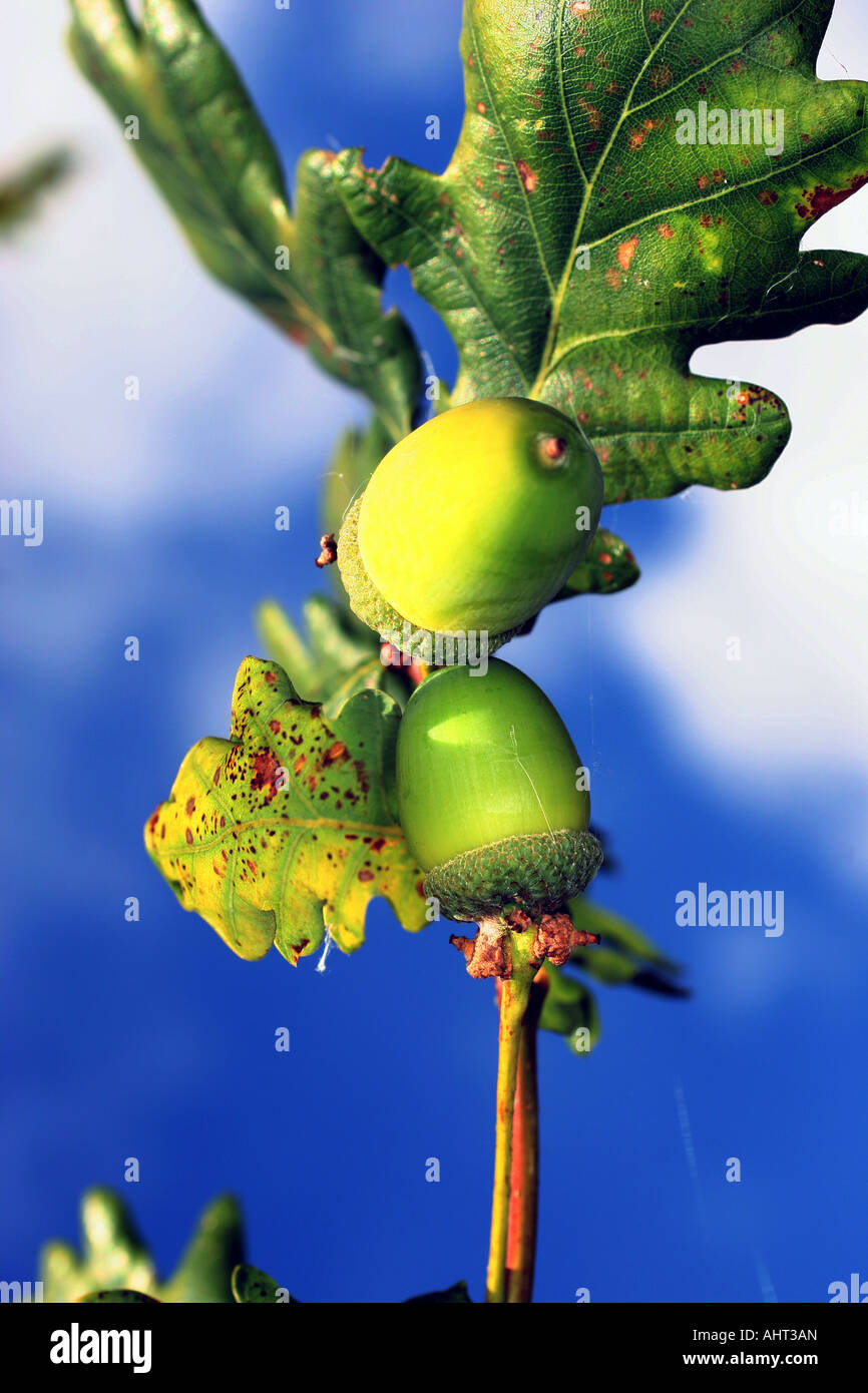 Acorn oak tree hi-res stock photography and images - Alamy