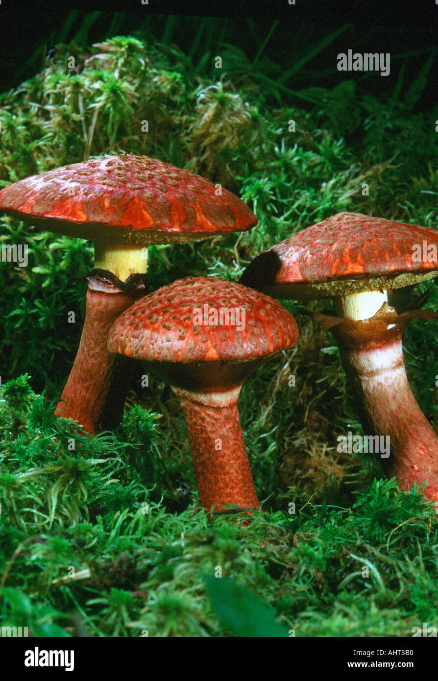 Michigan mushrooms in wild hi-res stock photography and images - Alamy