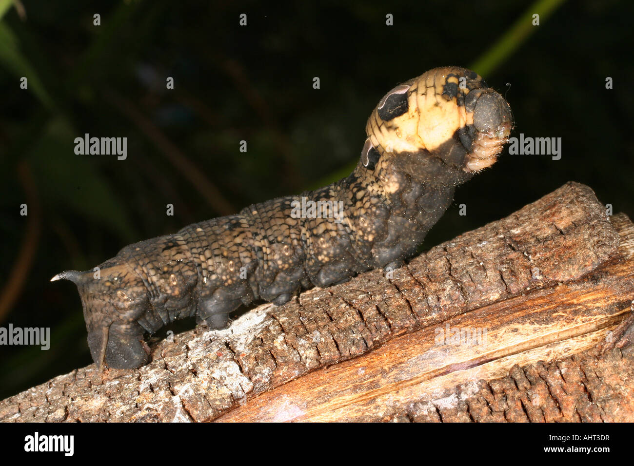 Elephant hawk moth caterpillar hi-res stock photography and images - Alamy