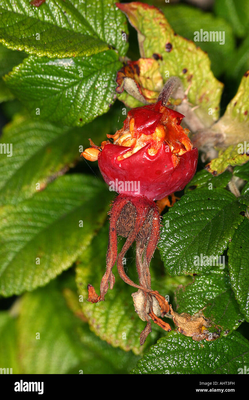 Large rose hip partly eaten by birds in autumn Stock Photo - Alamy