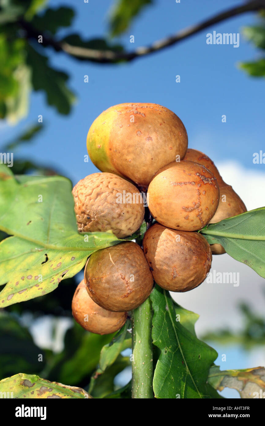 Oak Apples on Oak tree Stock Photo - Alamy