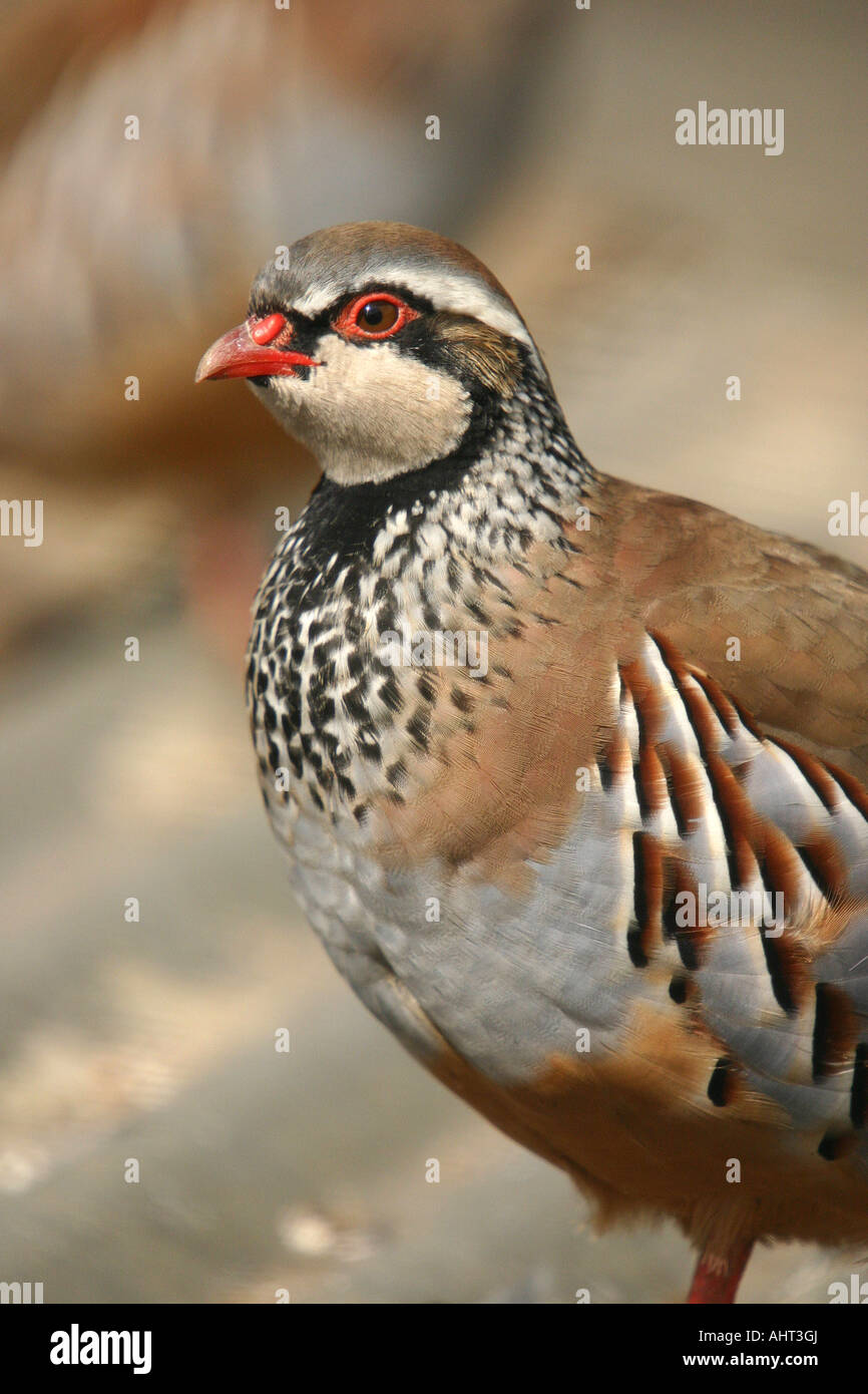 Partridge in flight hi-res stock photography and images - Alamy
