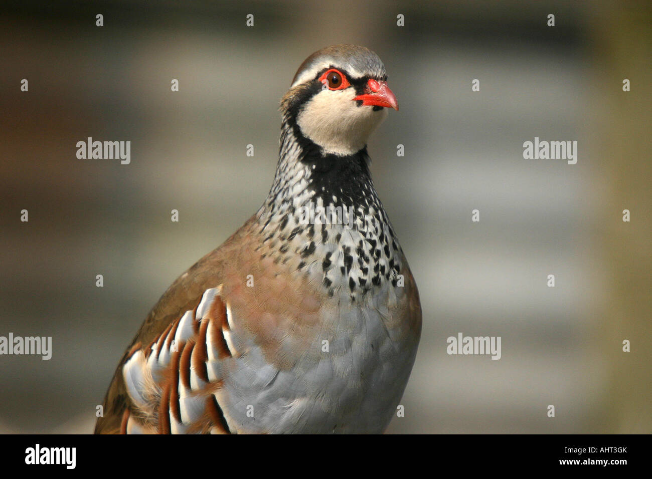 Young partridge chick hi-res stock photography and images - Alamy