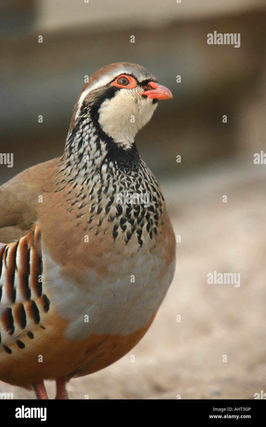 Young Partridge chick in breeding pen Stock Photo - Alamy