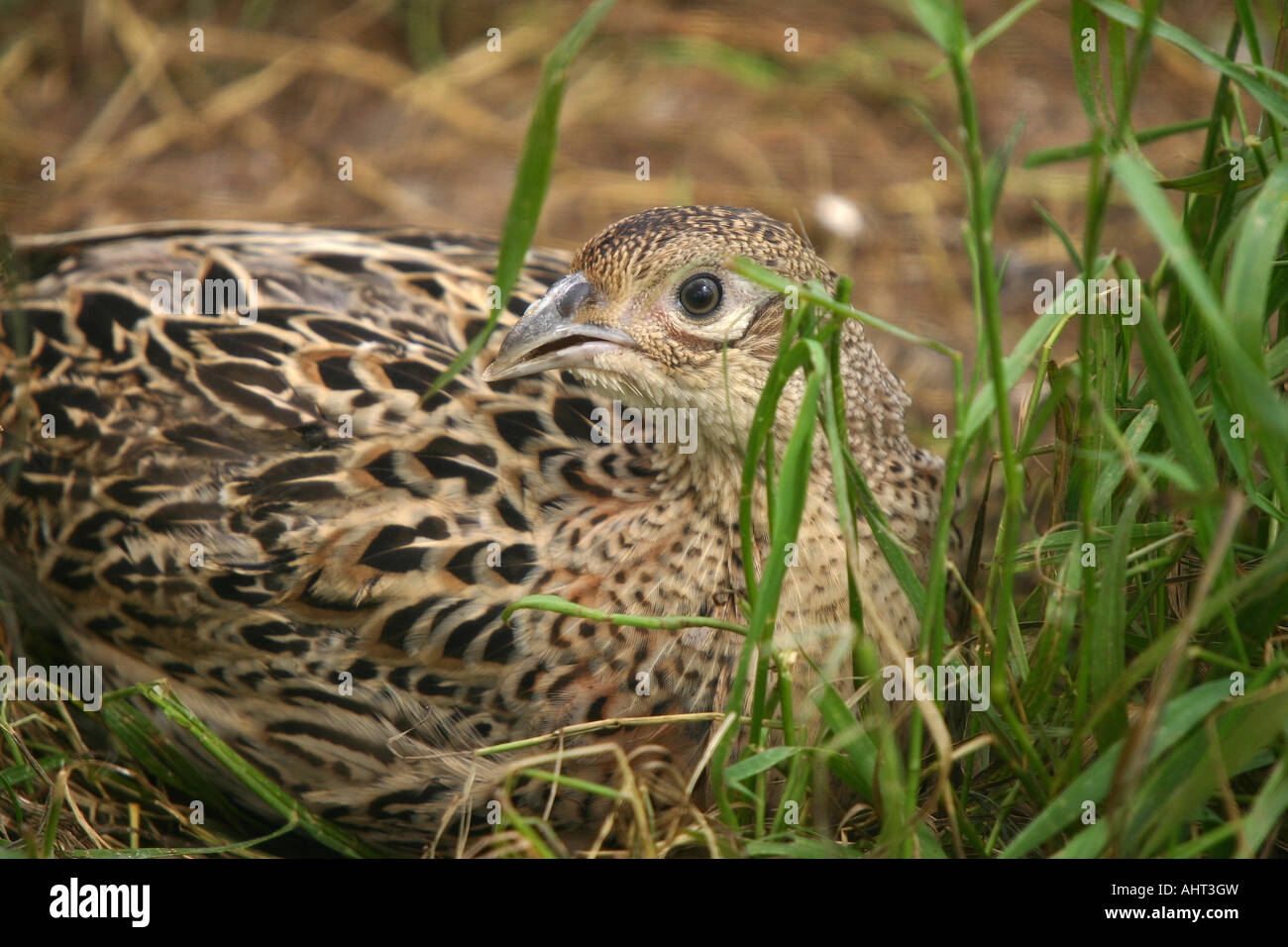 Young Pheasant chick in breeding pen Stock Photo - Alamy