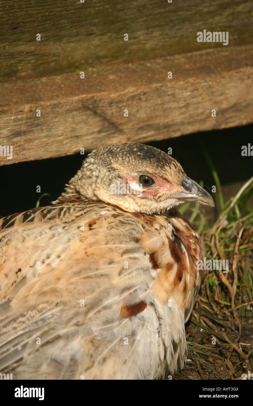 Young Pheasant chick in rearing pen Stock Photo - Alamy