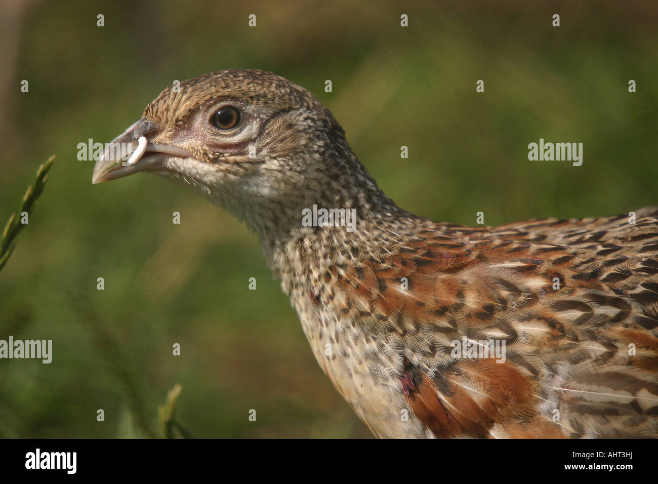 Pheasant rearing hi-res stock photography and images - Alamy