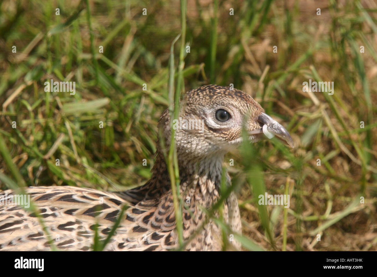 Young Pheasant chick in rearing pen with plastic anti pecking bit in ...