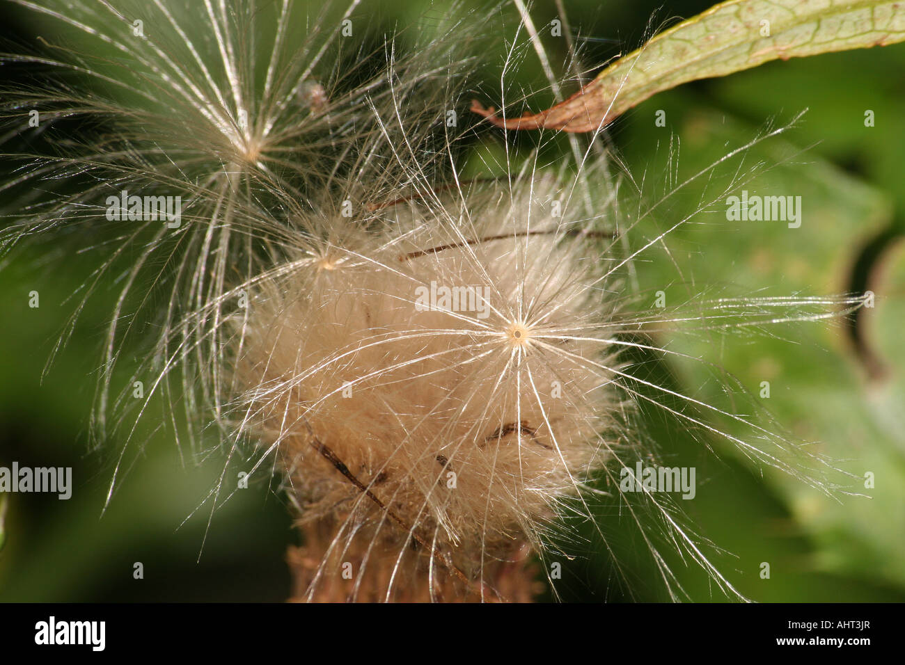Airborne type parachute seeds of Dandelion Stock Photo - Alamy