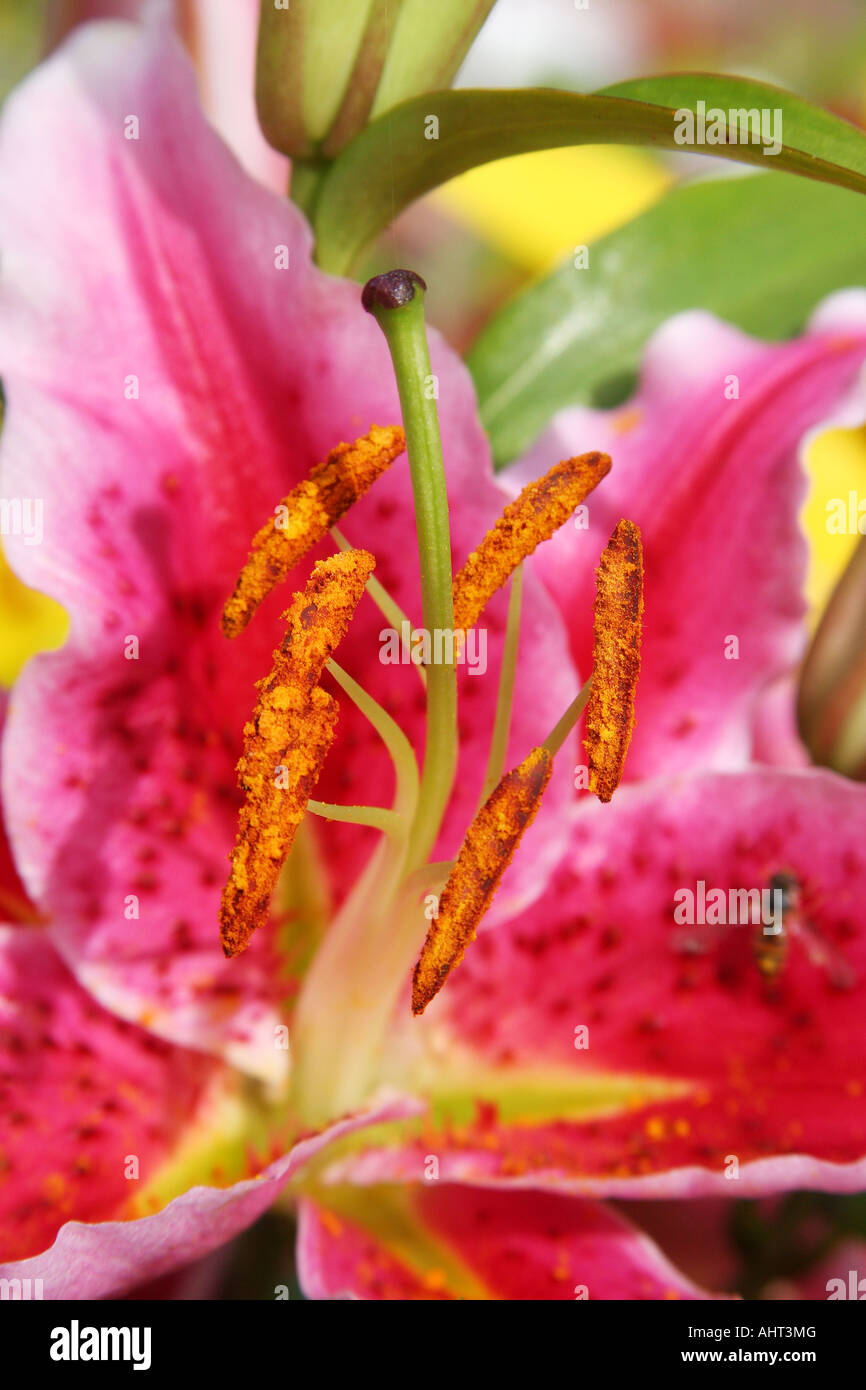 Lilly stamen in close up Stock Photo - Alamy