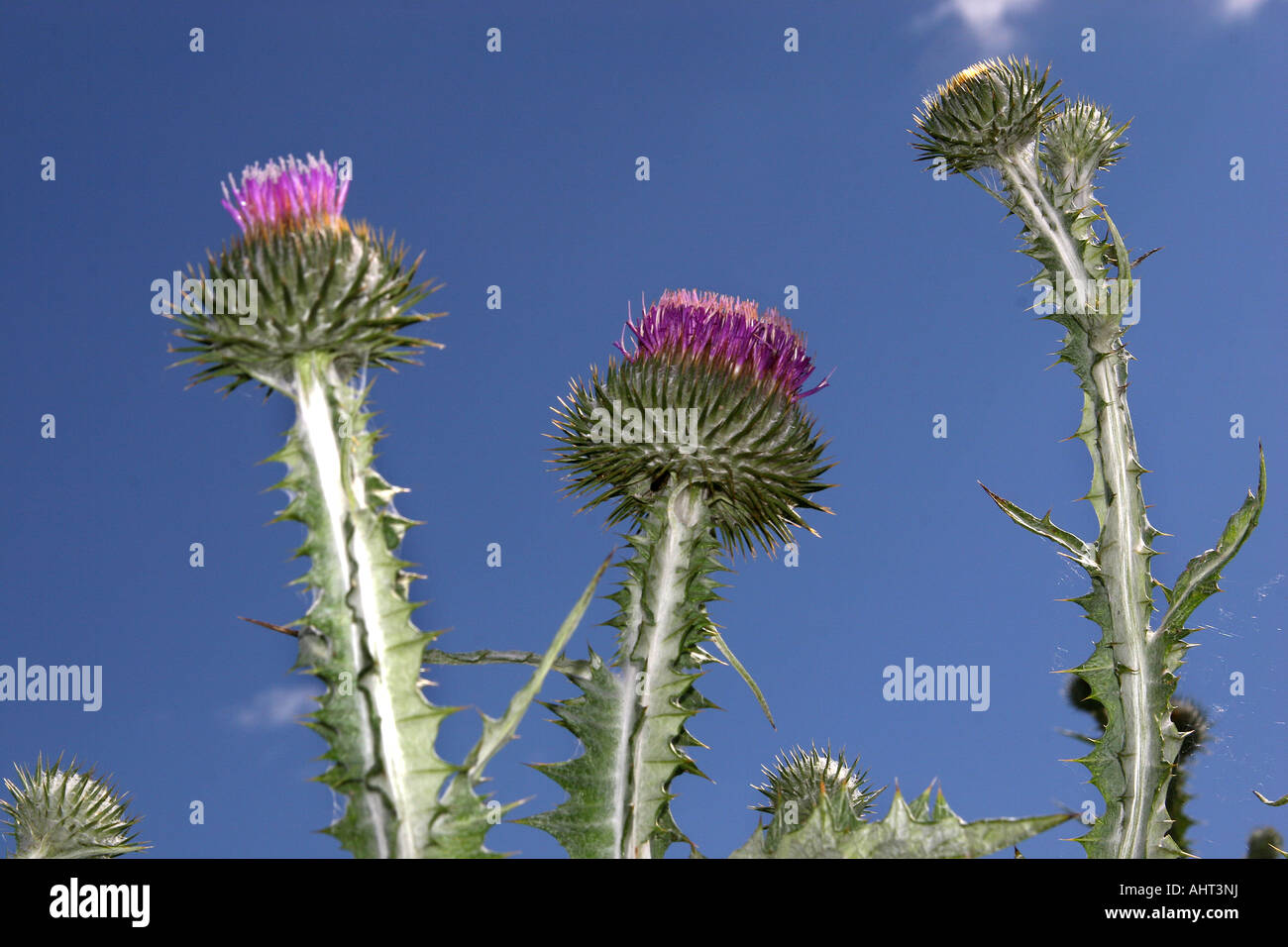 Large Thistle flowers against sky from low viewpoint Stock Photo - Alamy
