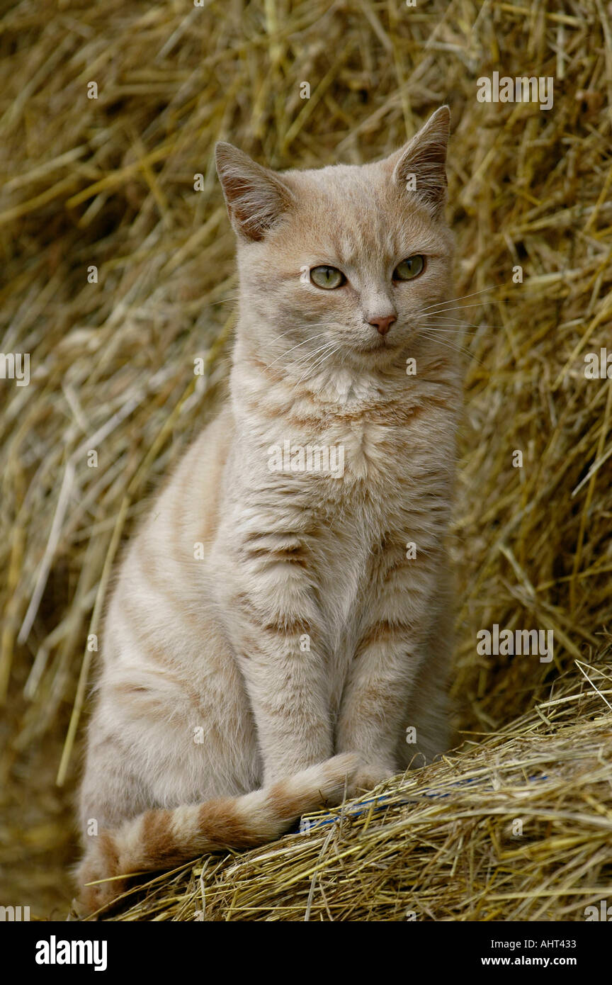 Feral farm cat hi-res stock photography and images - Alamy