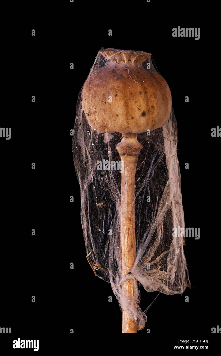 poppy head with cobweb Stock Photo - Alamy