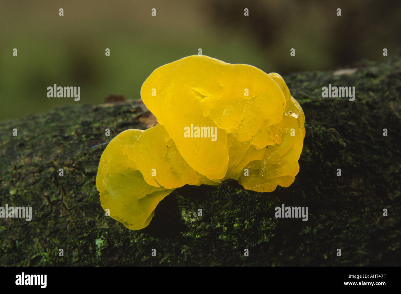 Brain rot hi-res stock photography and images - Alamy